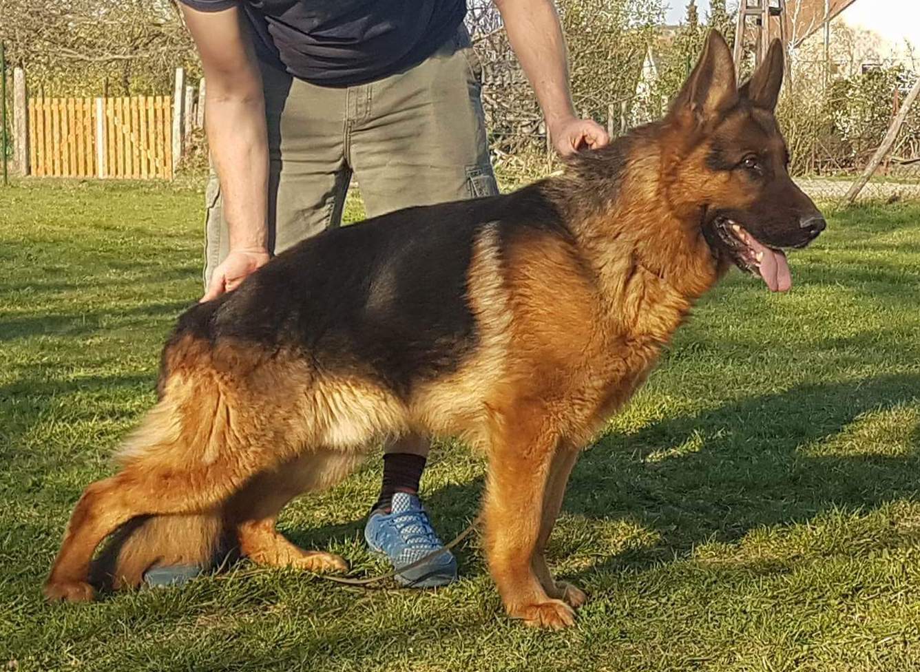 German Shepherd for Sale, Importers, Buy Puppies, Black & Red Shepherd