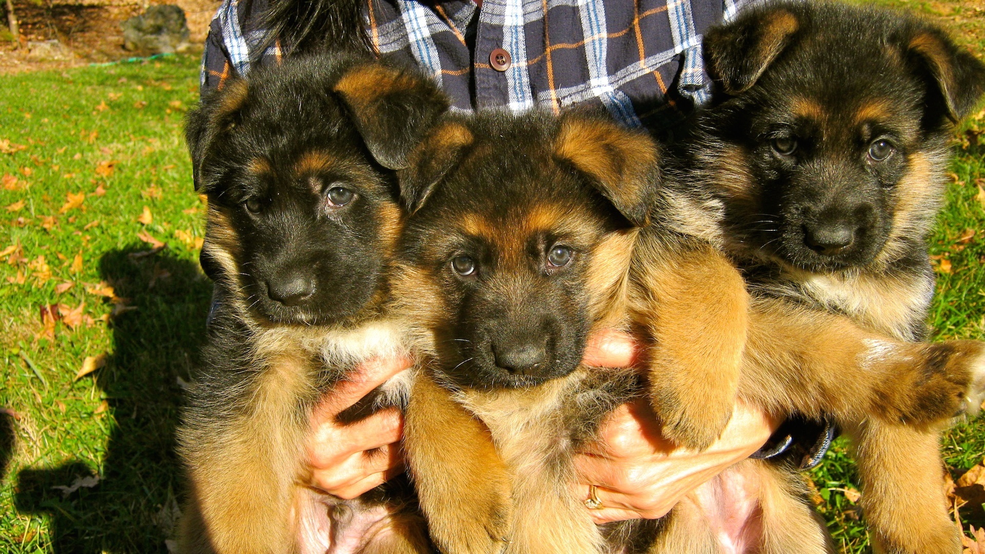 German Shepherd for Sale, Importers, Buy Puppies, Black & Red Shepherd