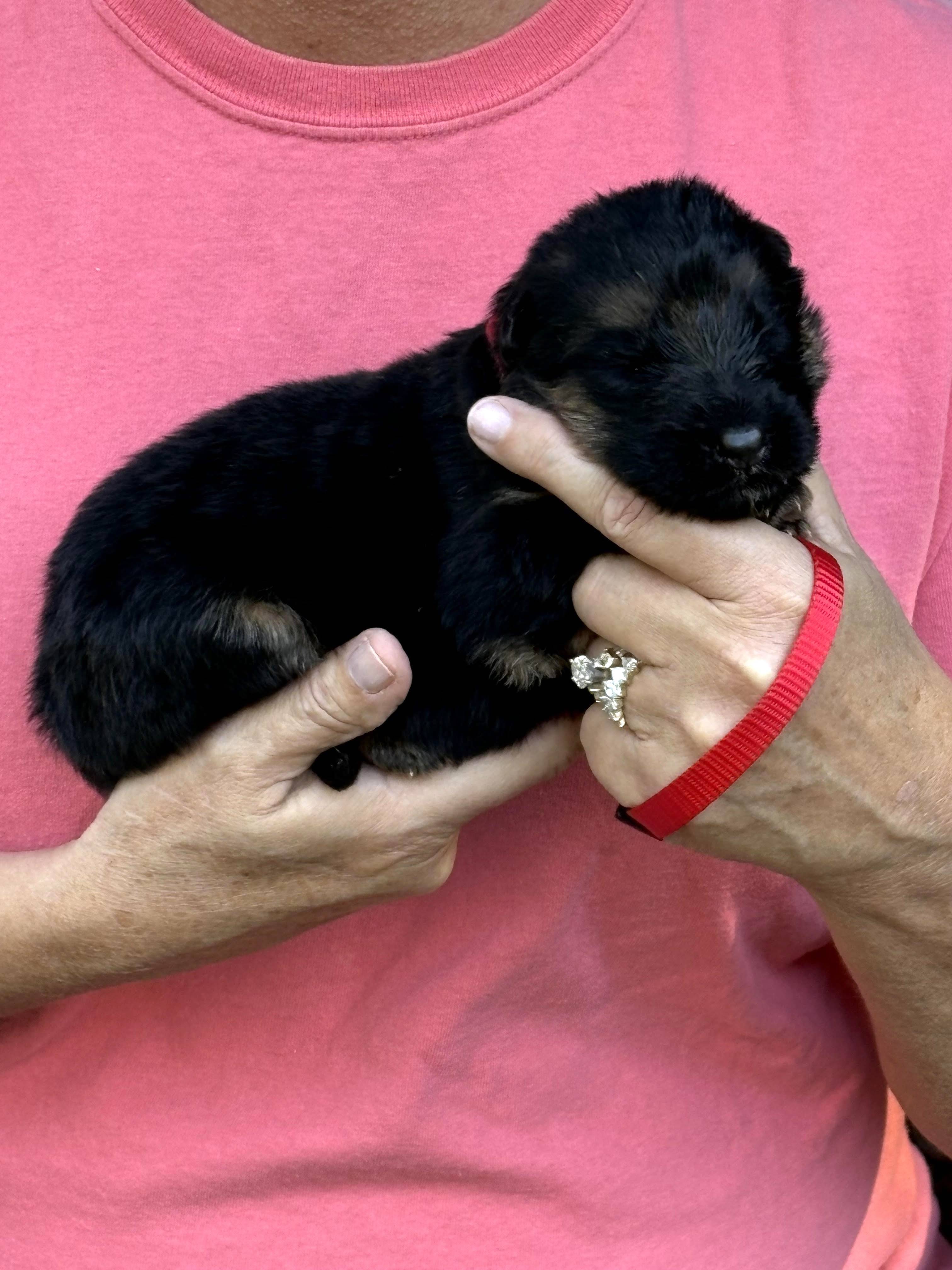 Jaara 2025 puppies red collar male 1 | Banffyhaus